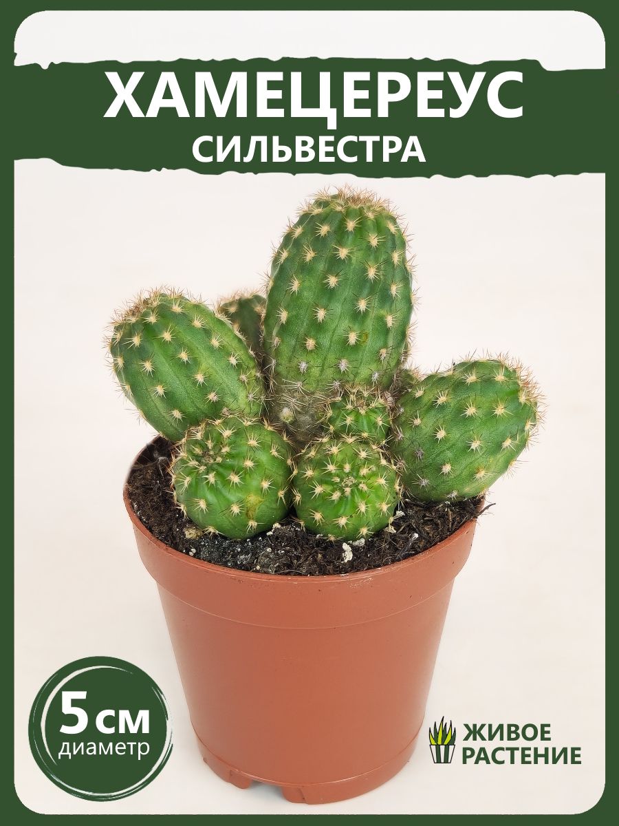 Хамецереус Сильвестра Шишка (Chamaecereus Silvestrii), D-5