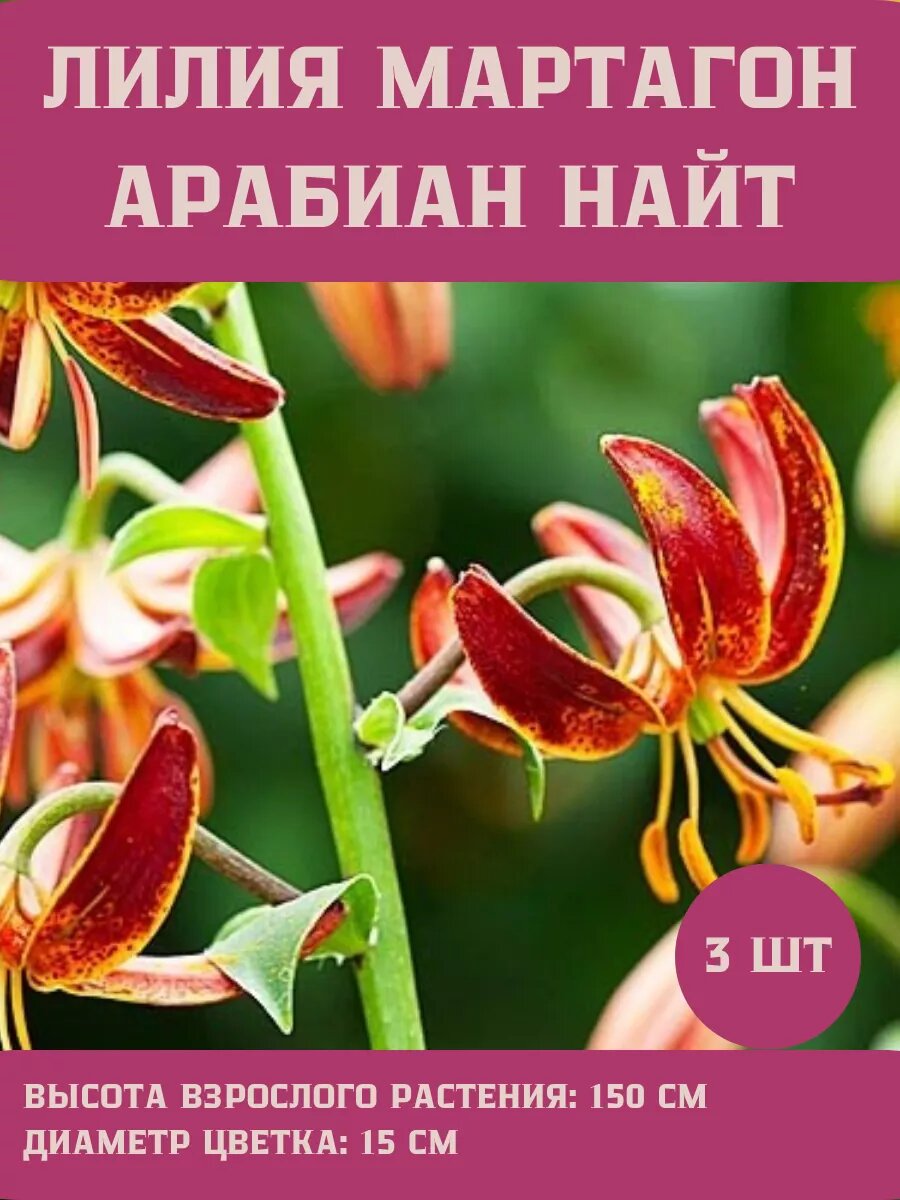 Лилия мартагон Арабиан Найт