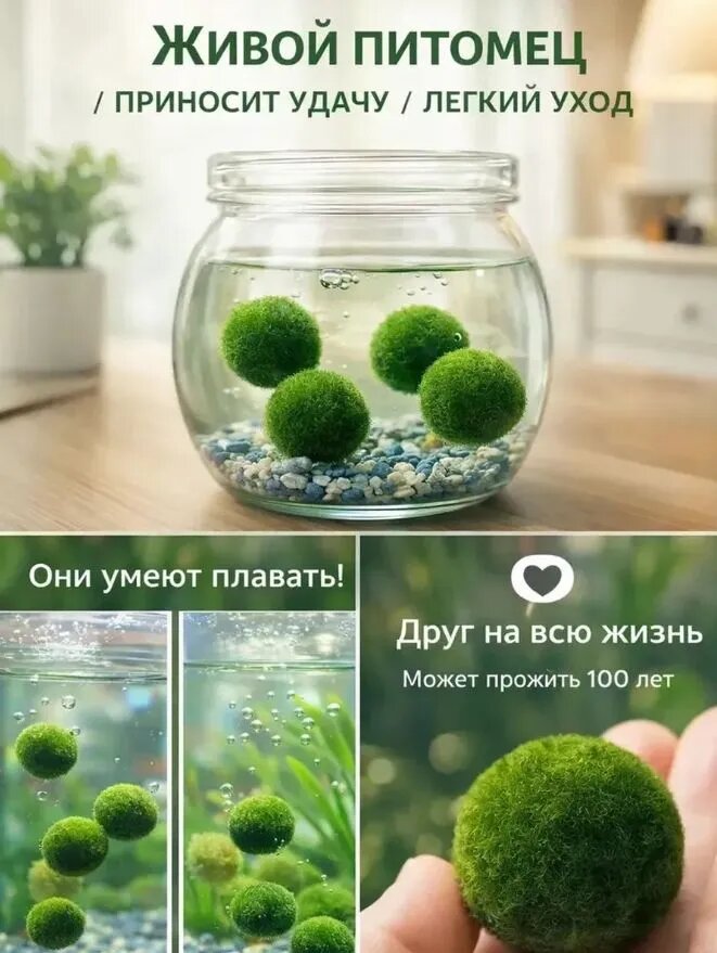 Живые водорослиНабор 4 шт