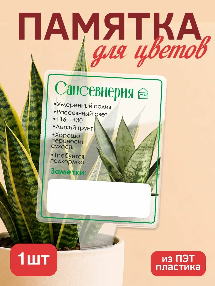 Памятка по уходу за цветами Сансевиерия