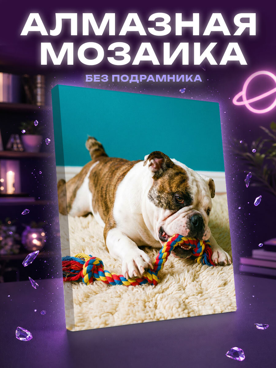 Алмазная мозаика Английский бульдог играет с канатом