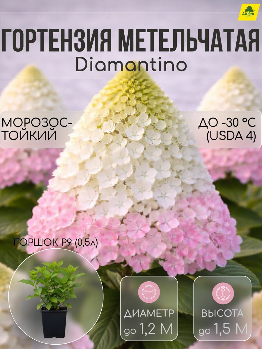 Гортензия метельчатая Diamantino