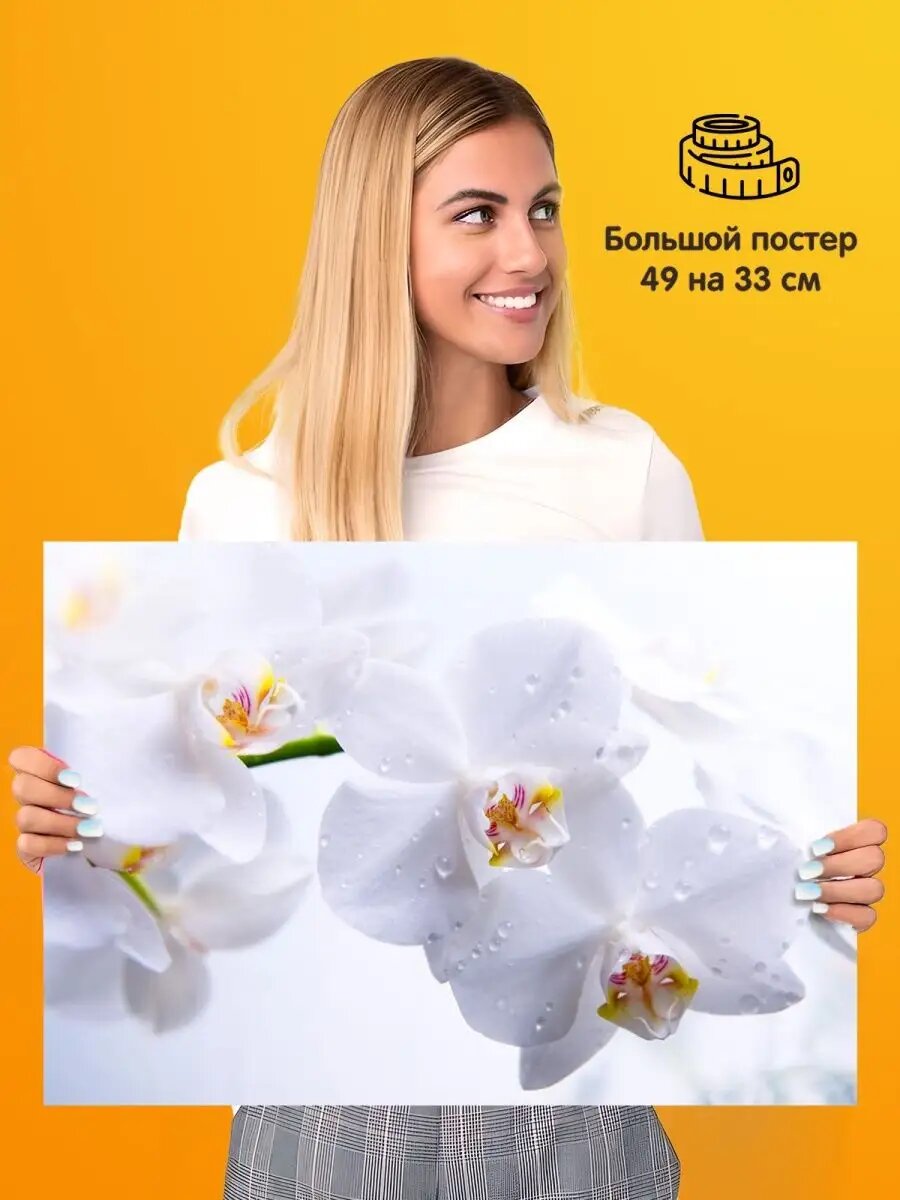 Постер плакат Orchid Орхидеи