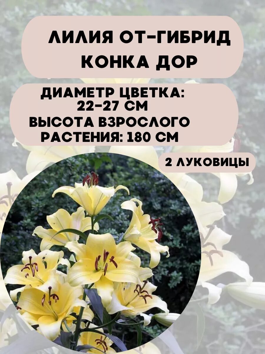 Лилия от-гибрид Восточная лилия Азиатская