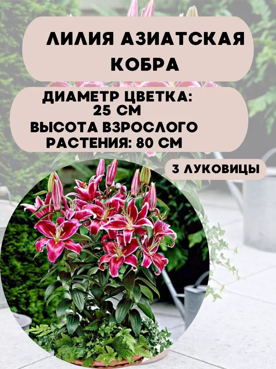 Лилия махровая; Азиатская лилия; Трубчатая лилия