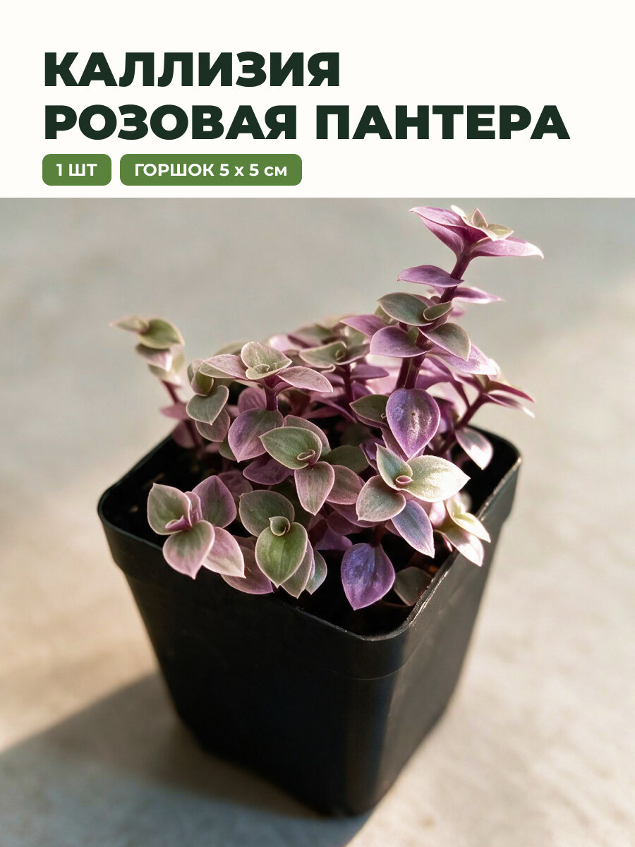 Каллизия Розовая Пантера, неприхотливое растение 1 шт.