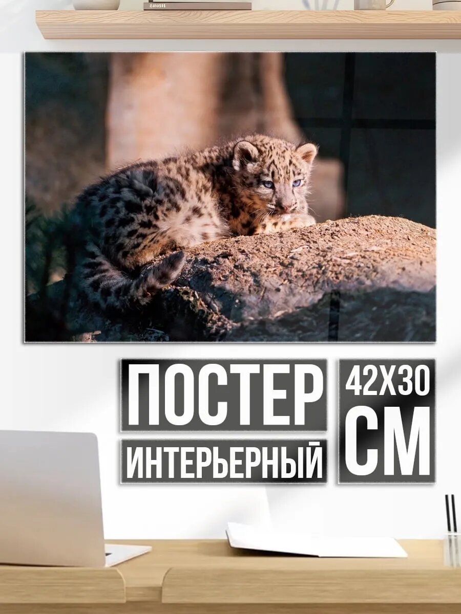 Плакат постер Снежный барс