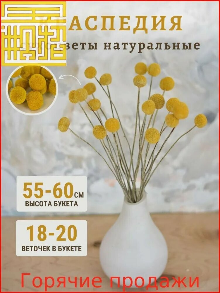 Сухоцветы Краспедия, 40 см, 223 гр