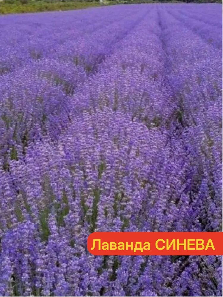 Лаванда синева - Вечнозеленое растение с уникальным ароматом! / Семена 0,1 гр. - Агрофирма аэлита