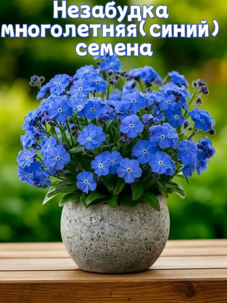 Незабудка многолетняясиний семена 80 шт, семена цветов для сада