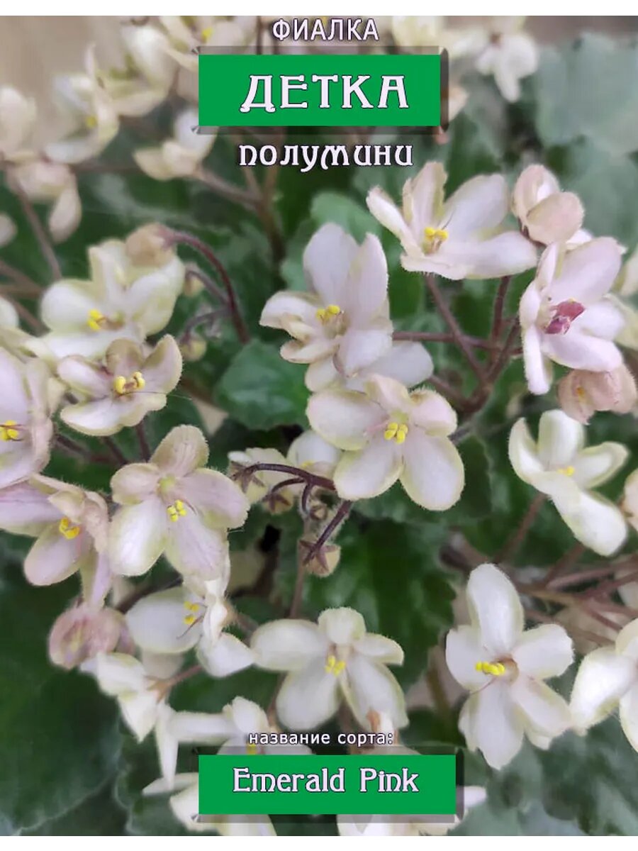 Фиалка комнатная живая сорт Emerald Pink (детка)