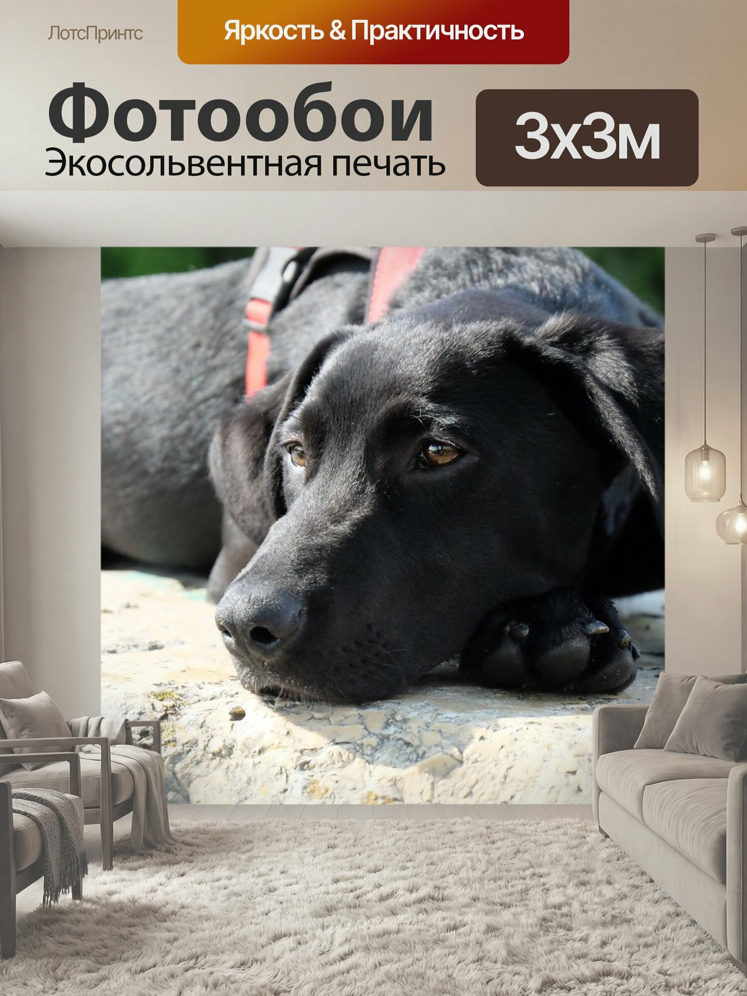 Фотообои "Собака, чернить, лабрадор" 300x300 см. экосольвентная печать