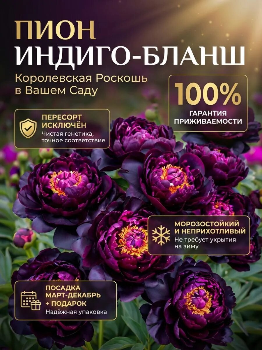 Пион индиго блаш
