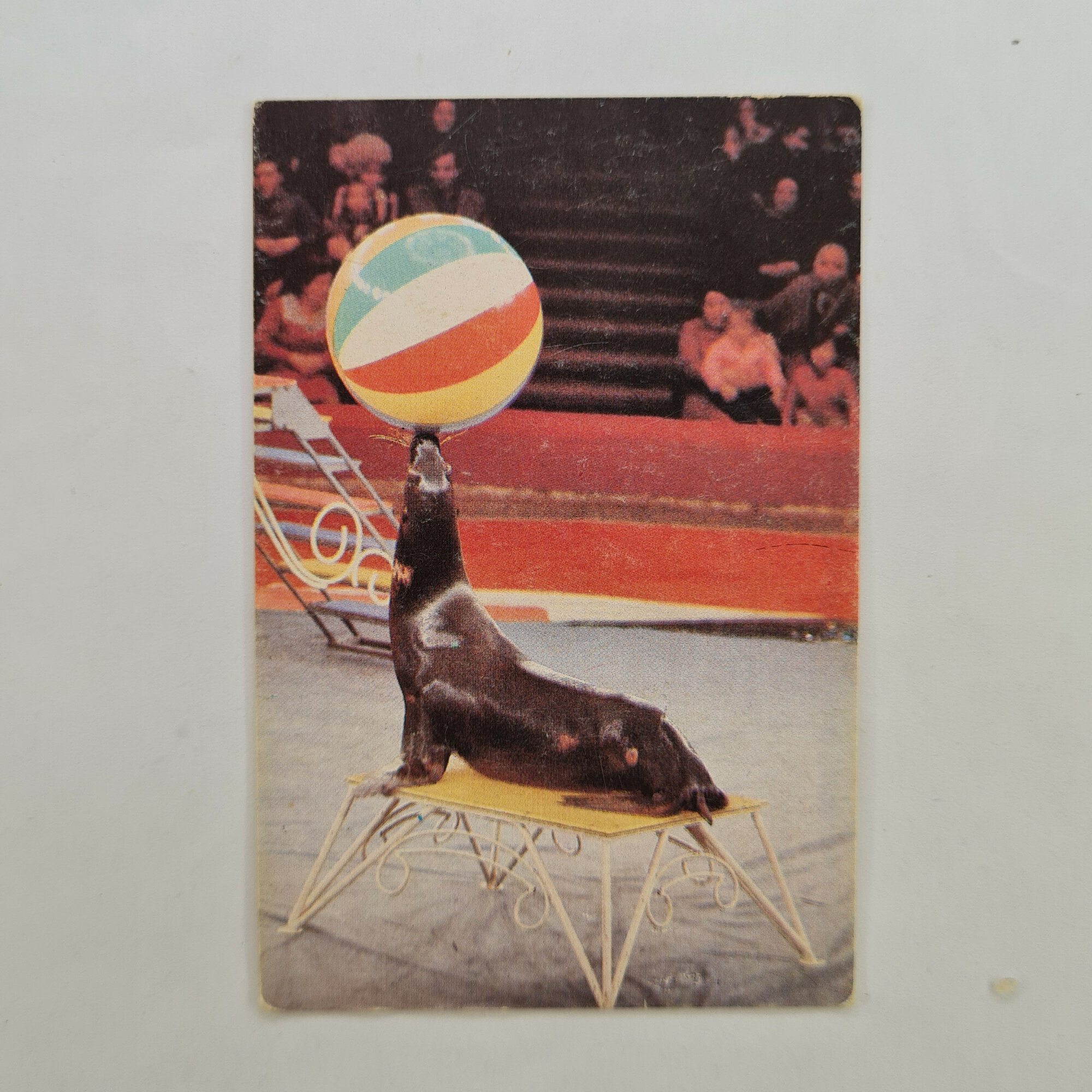 Карманный календарик СССР 1989. Морской лев с мячом, цирк. Советский календарь серия Советский цирк
