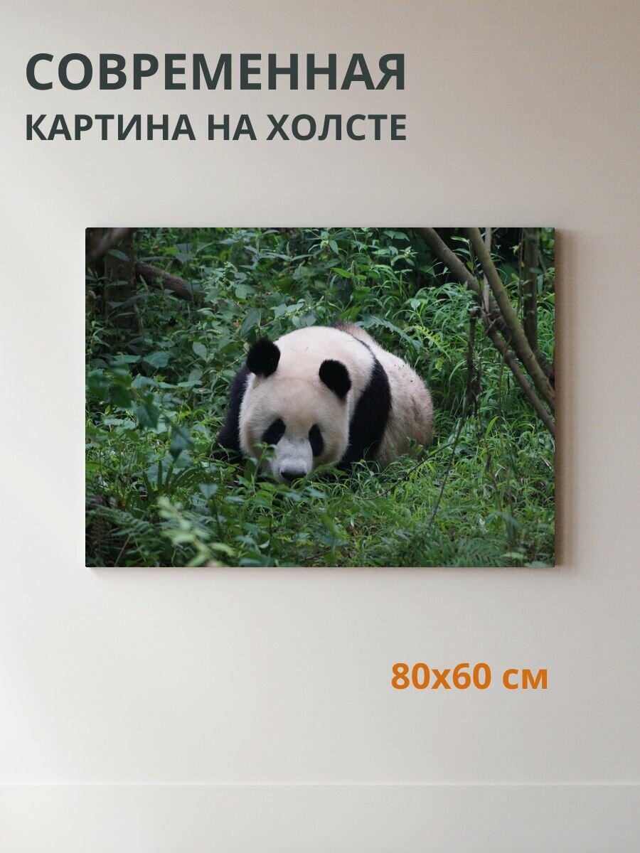 Картина на холсте Панда и зелень 80x60 см
