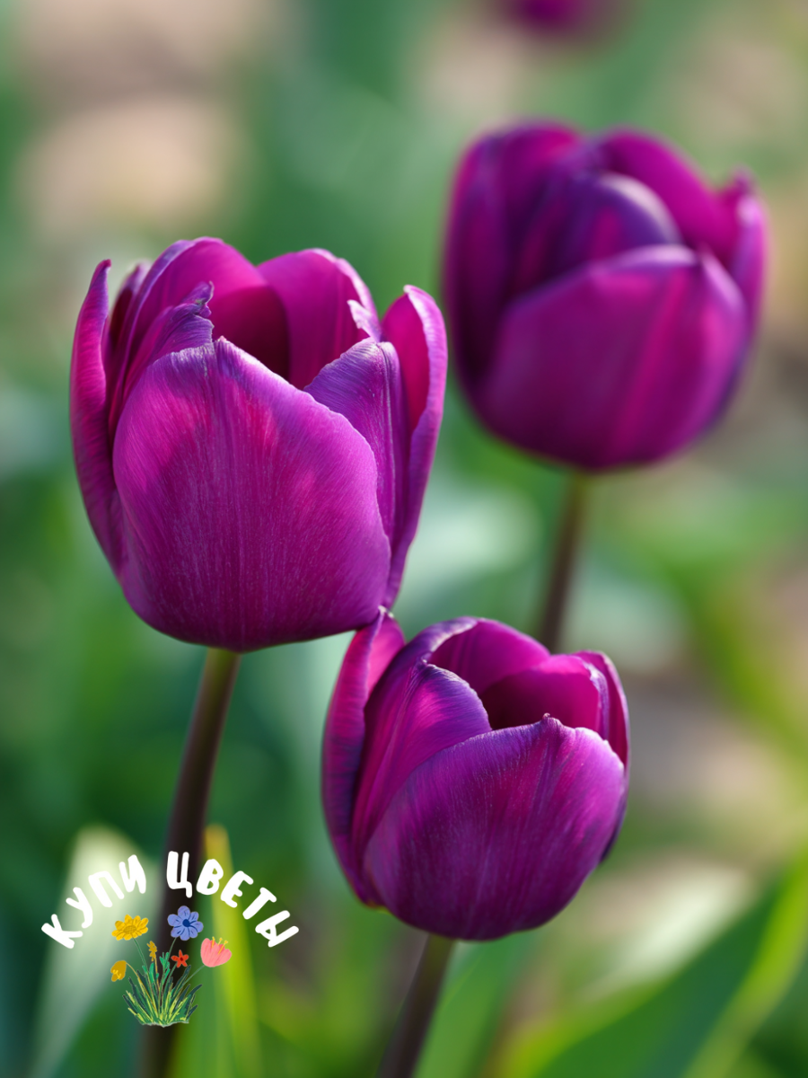 Луковицы цветов, Купи Цветы, Тюльпан PURPLE PRIDE (3 луковицы)
