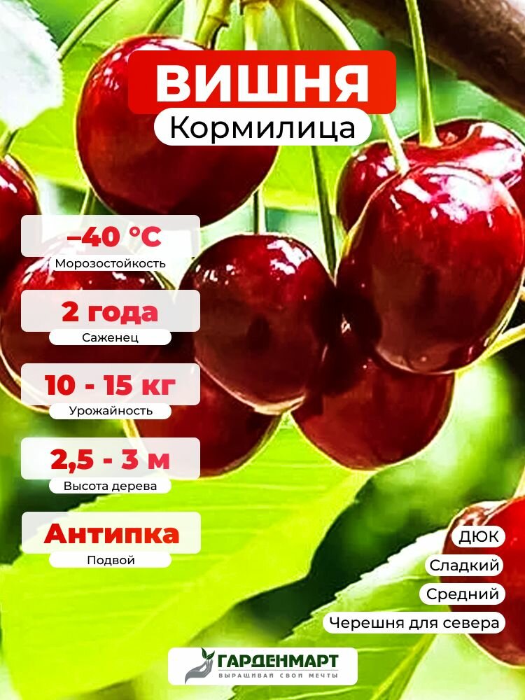 Саженец морозостойкий Вишня (дюк) со вкусом черешни Кормилица