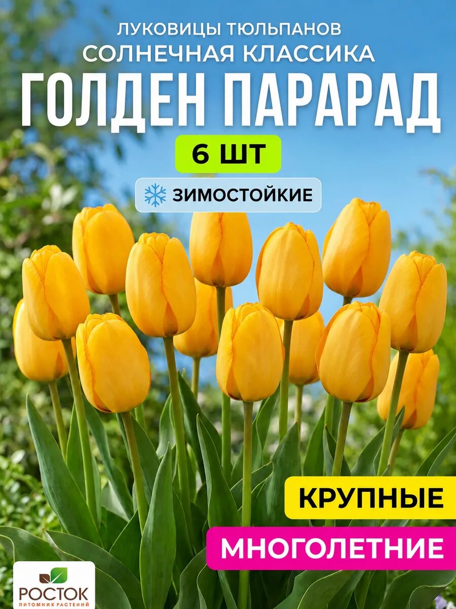 Тюльпаны многолетние луковицы Голден Парад