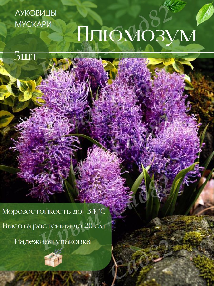 Луковицы Мускари Плюмозум