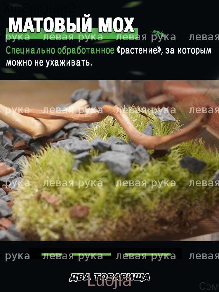 Муравьиная ферма