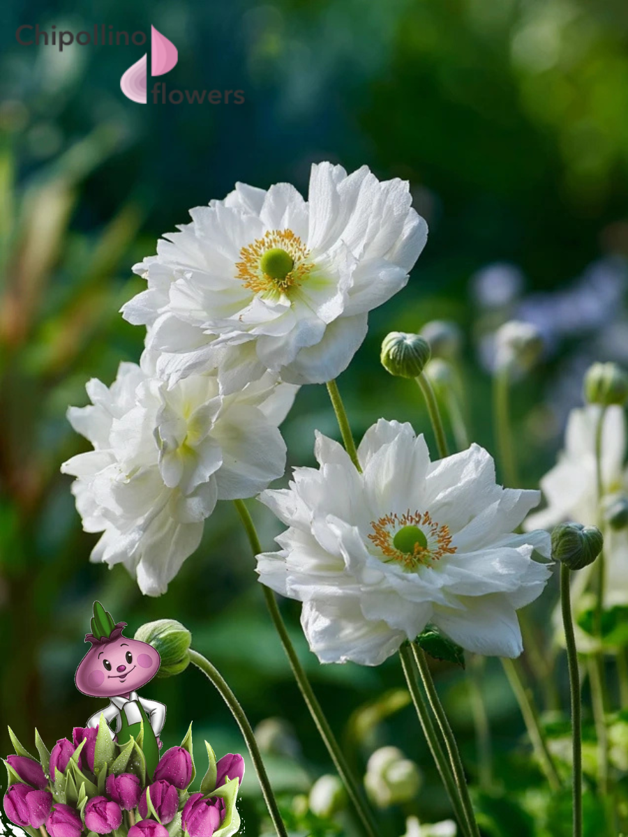 Луковицы цветов, chipollino flowers, анемона MOUNT EVEREST (5 луковиц)