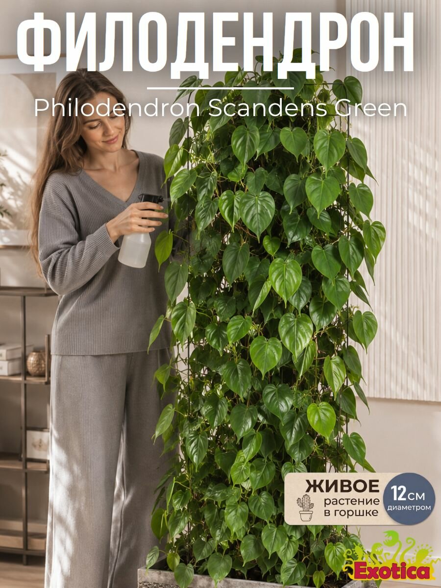 Филодендрон Сканденс Зелёный, или Сердцелистный Зеленый (Philodendron Scandens Green) D12см