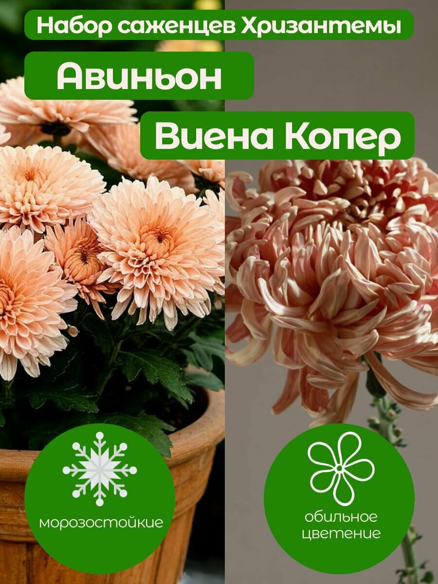 Хризантемы Авиньон и Виена Копер