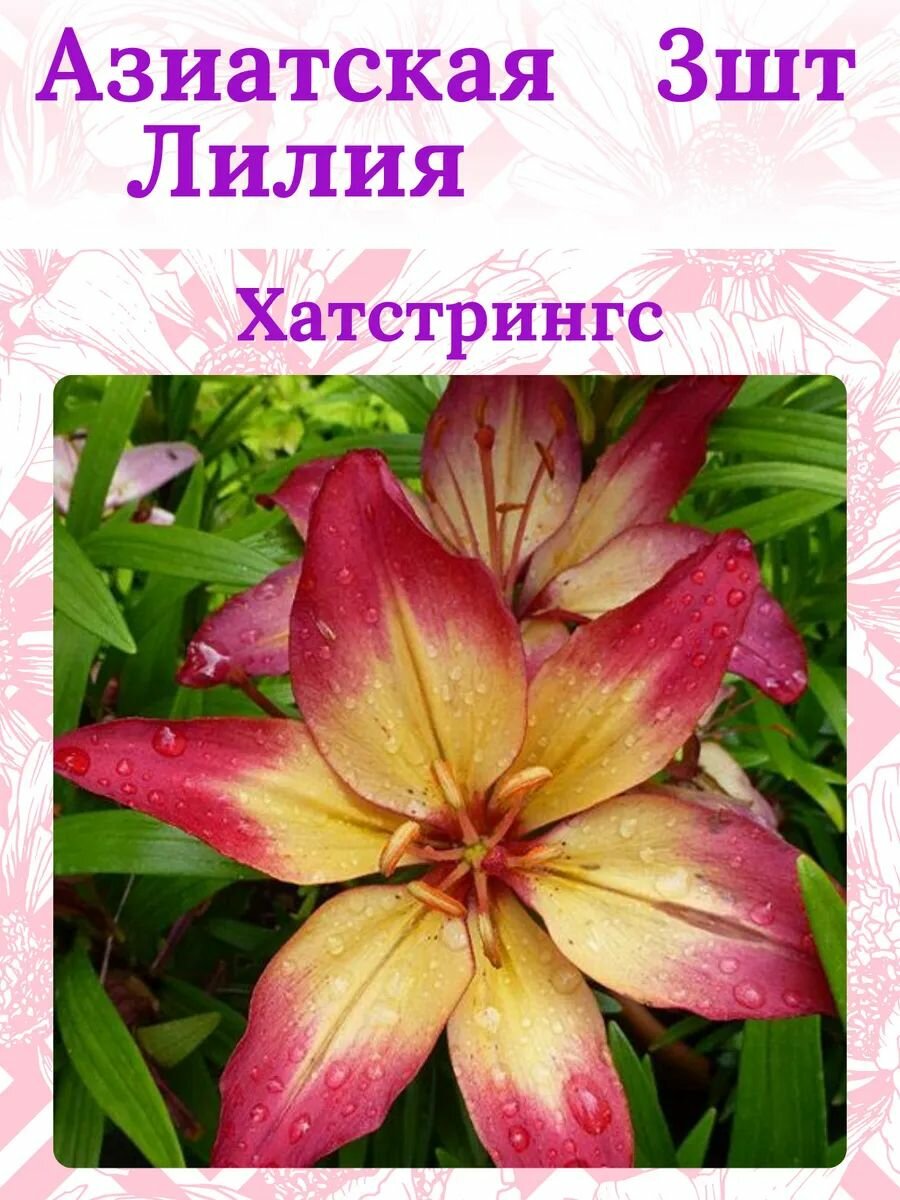 Луковицы лилии многолетние, новые популярные сорта 3 штуки
