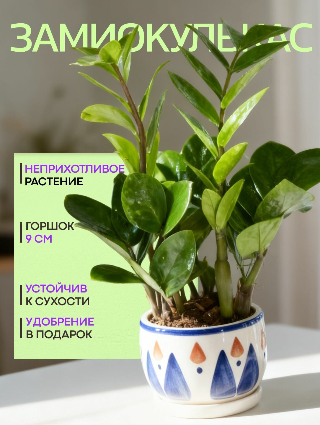 Замиокулькас комнатный цветок в горшке живой