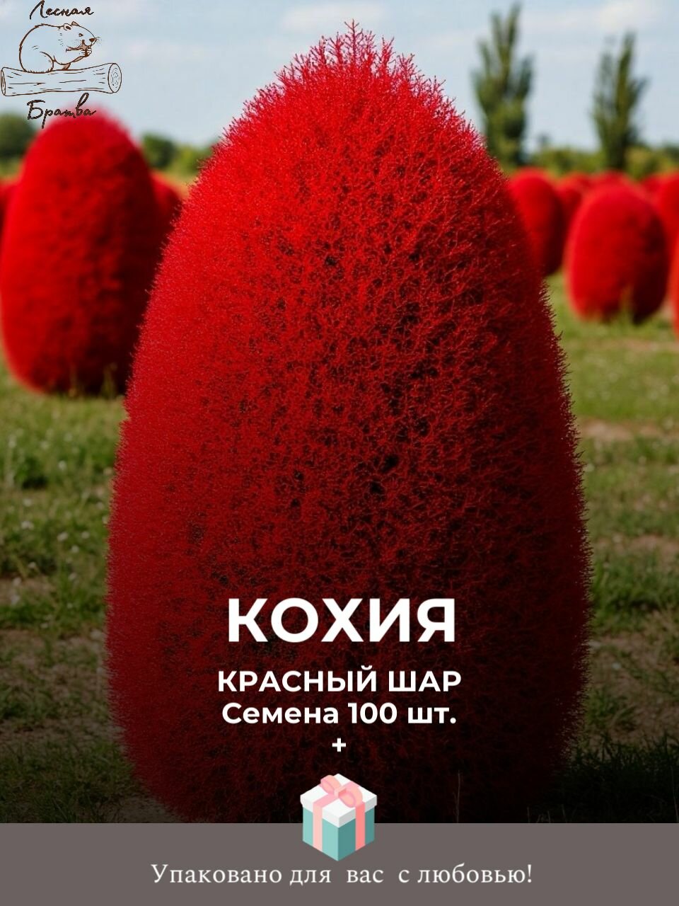 Кохия (Красный шар), декоративная. Семена 100 шт. + Подарок семена кохии красный шар декоративные семена