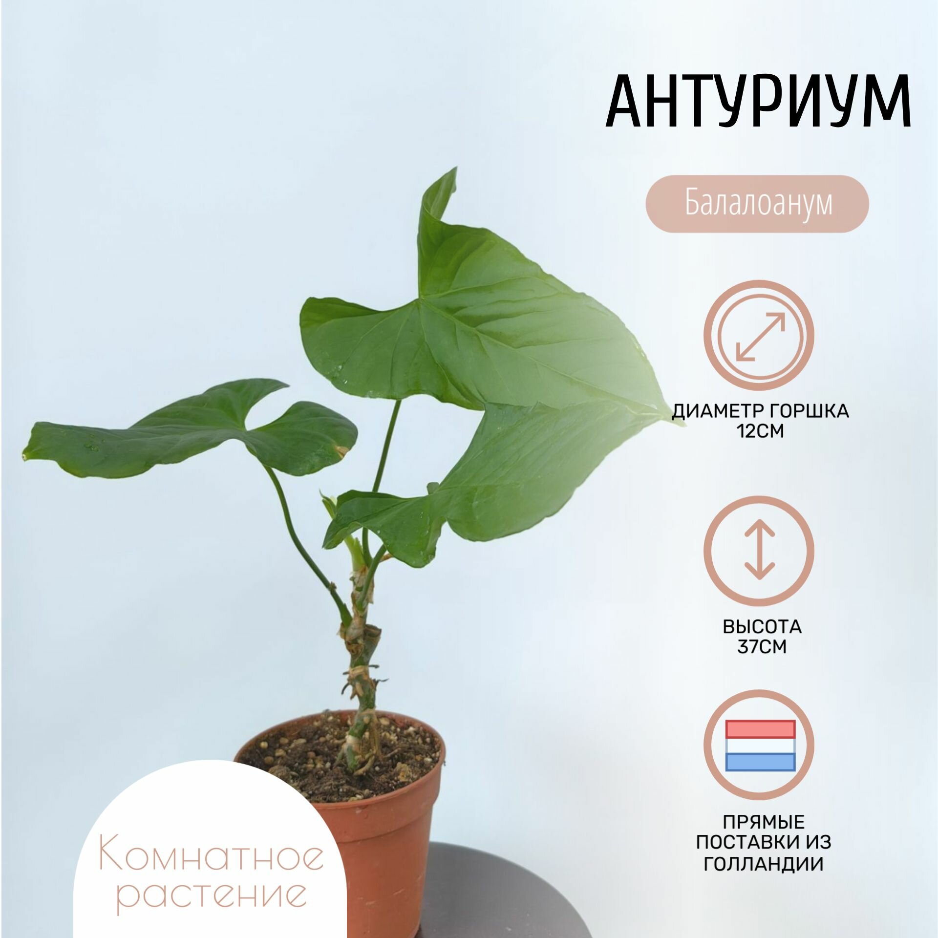 Комнатное растение "Anthurium Balaoanum", 37 см, 12 см, декоративное, многолетнее, зеленое