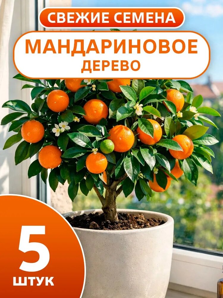 Семена мандарина для выращивания