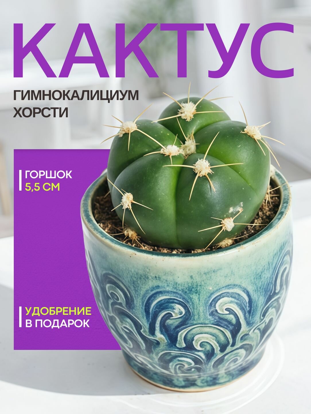 Кактус Гимнокалициум Хорсти комнатный цветок в горшке живой