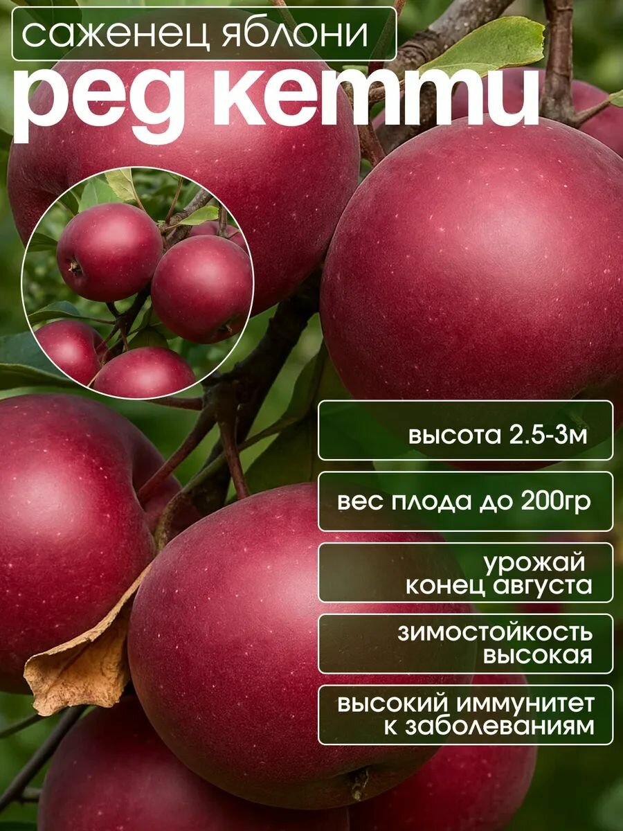 Яблоня "Ред Кетти"