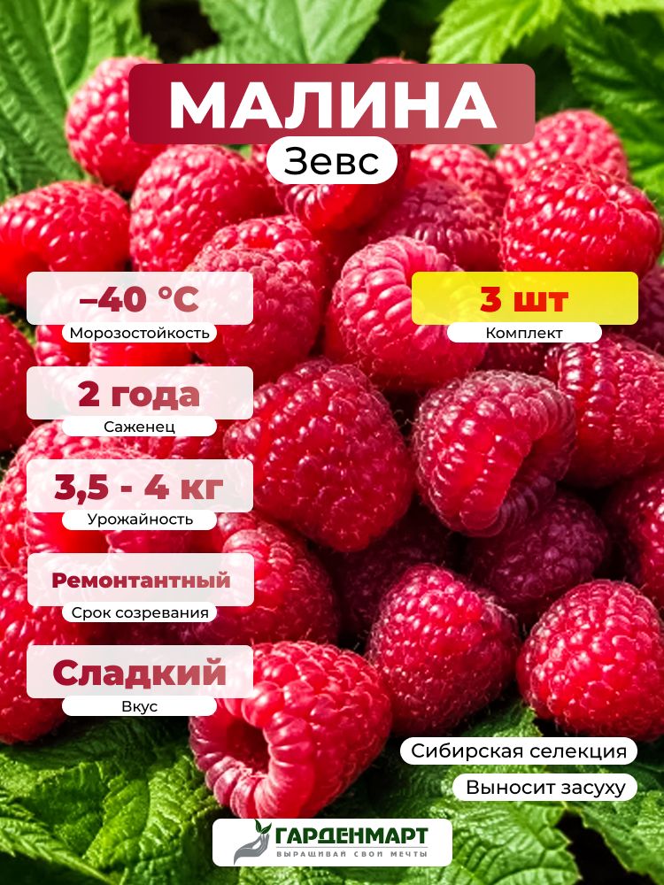 Саженец Малина ремонтантная сибирской селекции Зевс, комплект 3 шт.