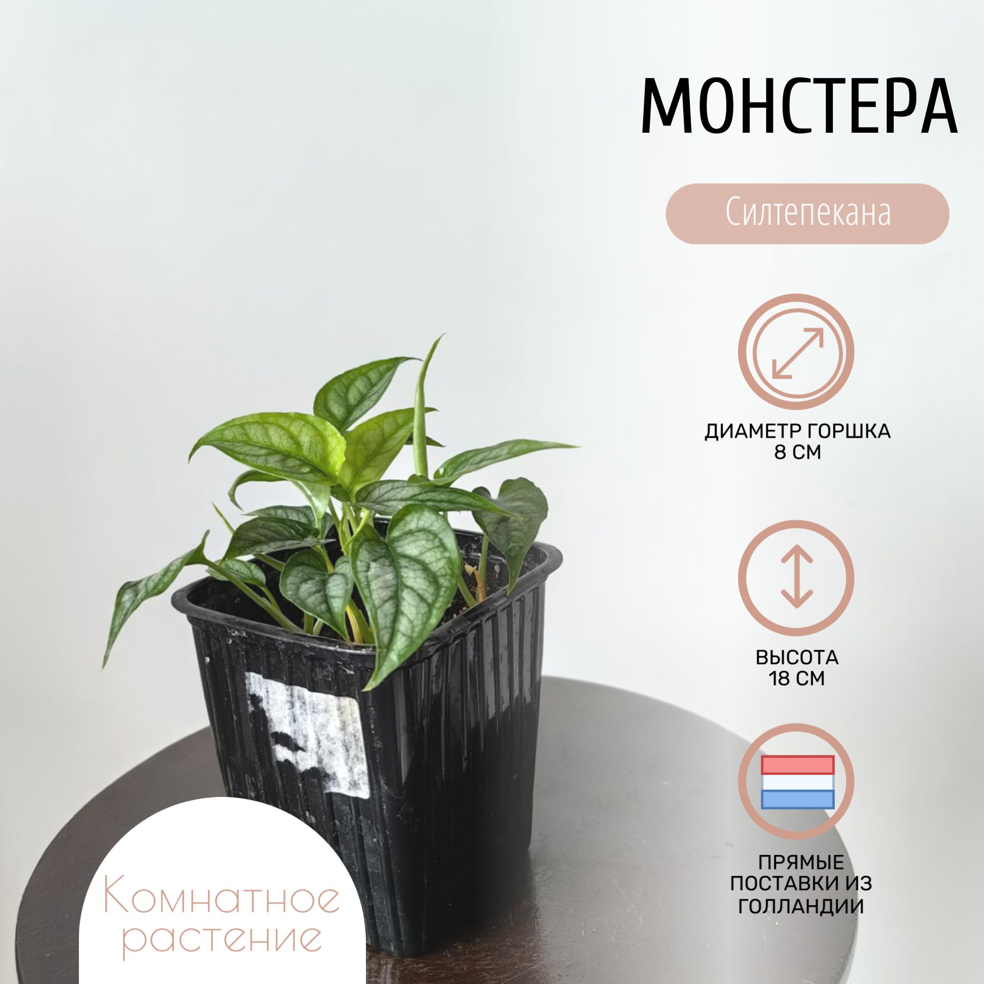 Монстера силтепекана, комнатное растение