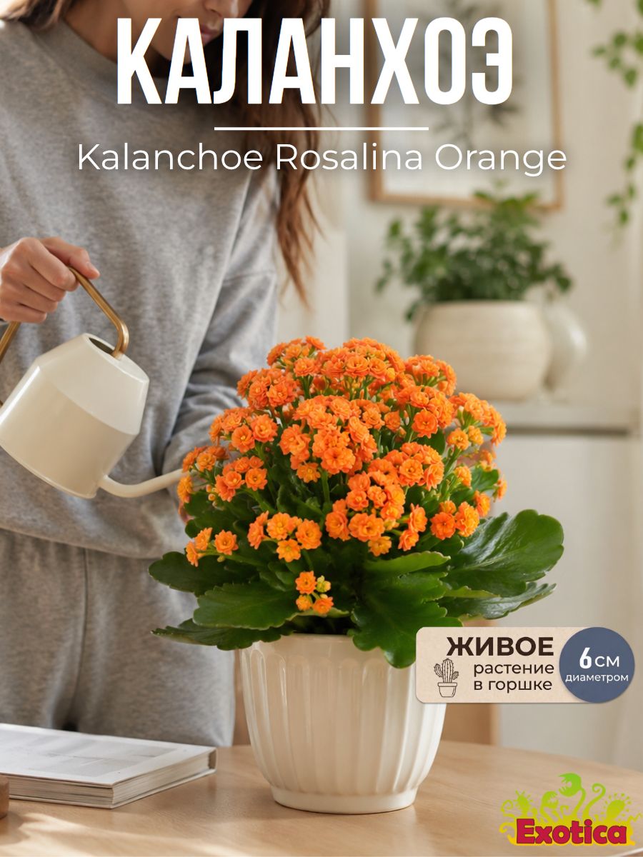 Каланхоэ Розалина Персиковая (Kalanchoe Rosalina Orange) D6см, живой цветок