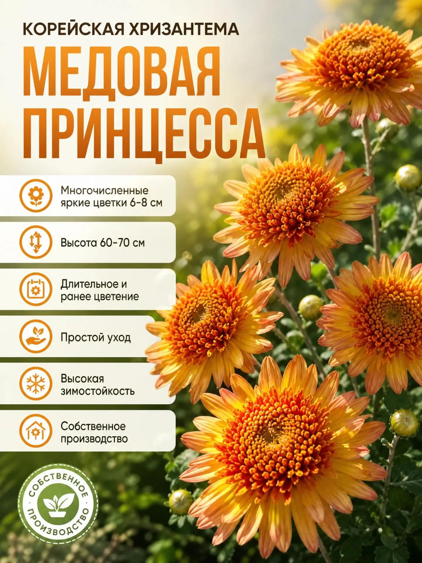 Хризантема корейская «Медовая принцесса» (Honey Princess)