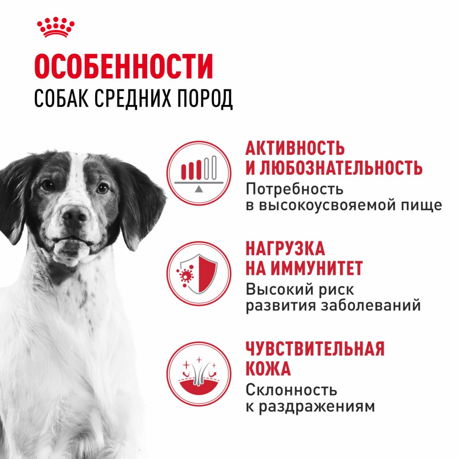Royal Canin Влажный корм для собак средних пород Medium Adult, кусочки в соусе, паучи 100г — фото 1