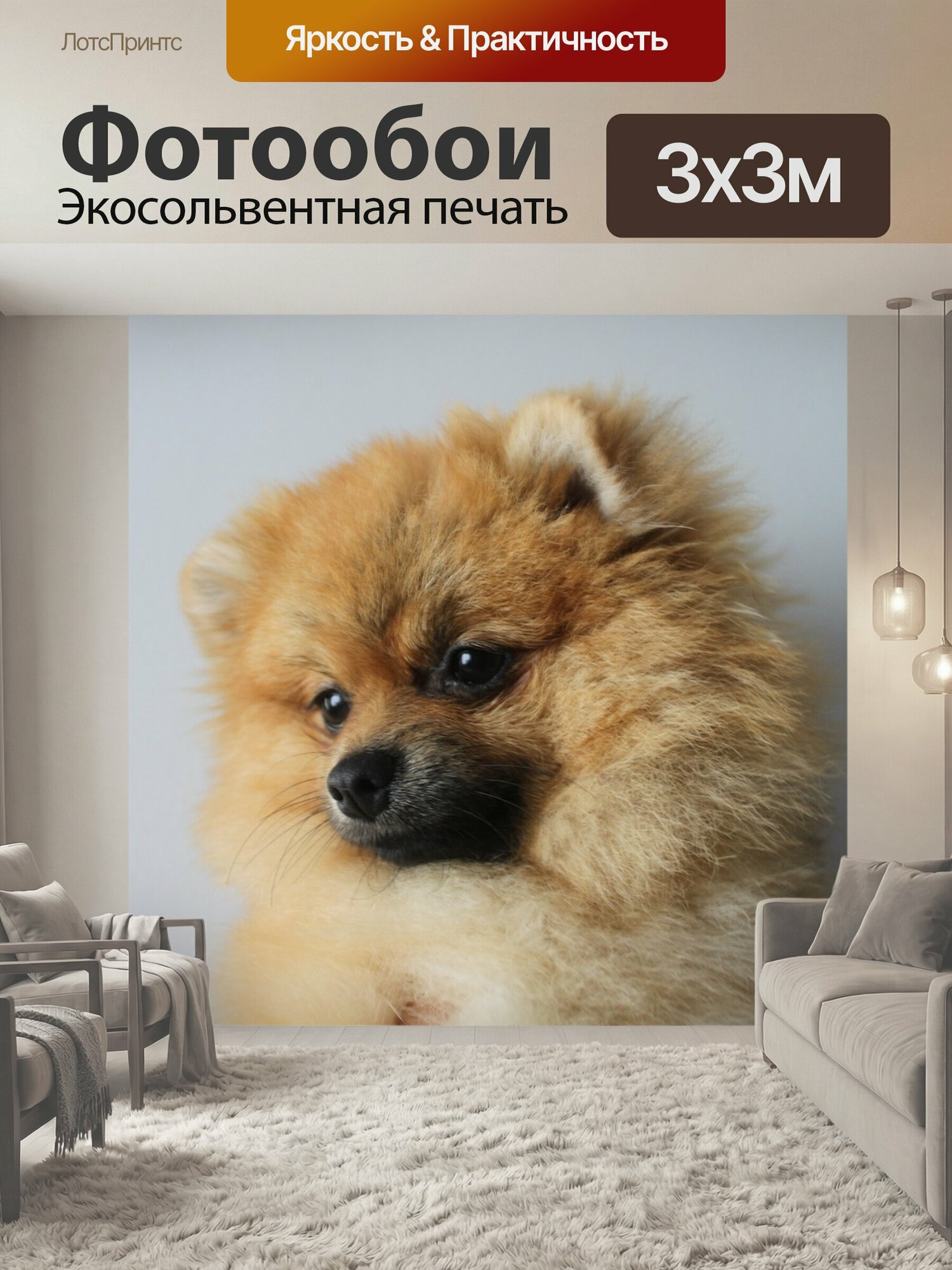 Фотообои "Померанский шпиц, первобытный шпиц, собака" 300x300 см. экосольвентная печать
