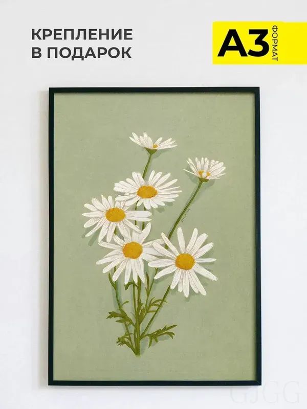 Постер с цветами "Daisy Green - Ромашки", А3