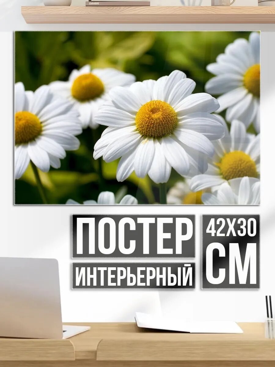 Плакат постер Белые ромашки