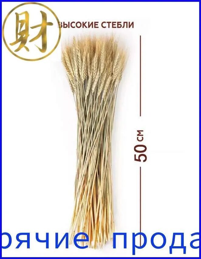 Сухоцветы Пшеница, 50 см, 200 гр, 1 шт