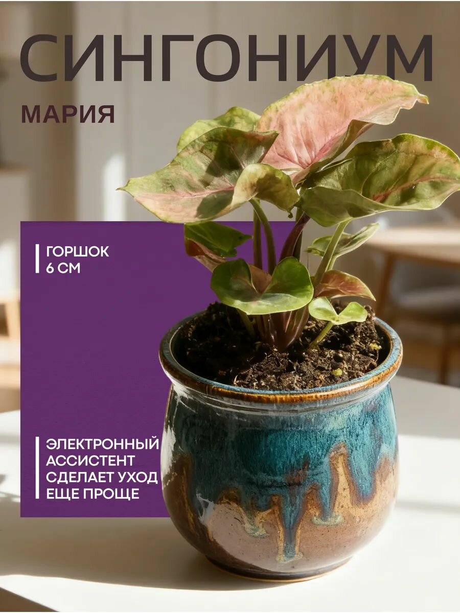 Сингониум Мария Живое комнатное растение