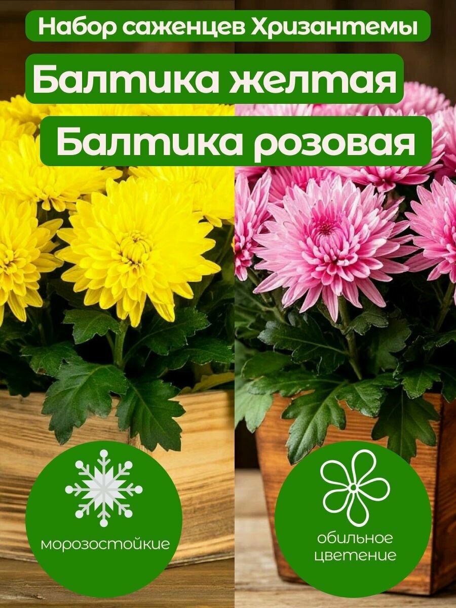 Хризантемы Балтика желтая и Балтика розовая
