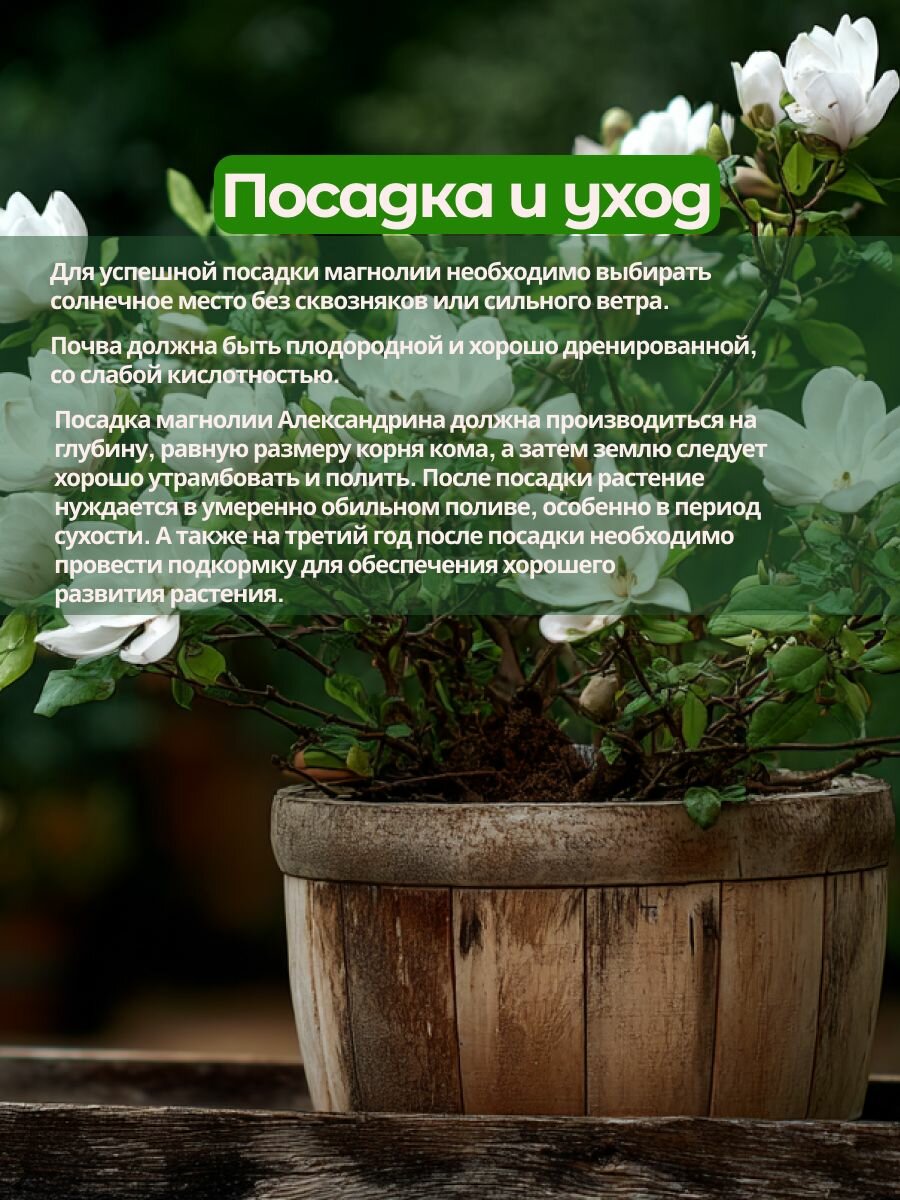 Магнолия Альба Суперба — фото 1