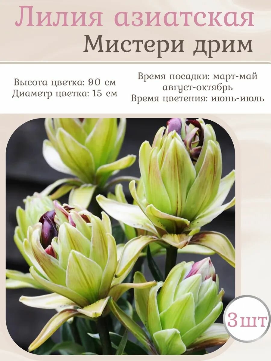 Луковицы лилии многолетние, новые популярные сорта 3 штуки