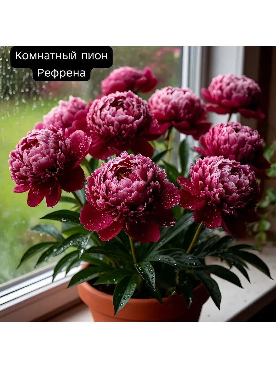 Пион "Рефрена", многолетний, красно-сиреневые цветы, высота 45 см