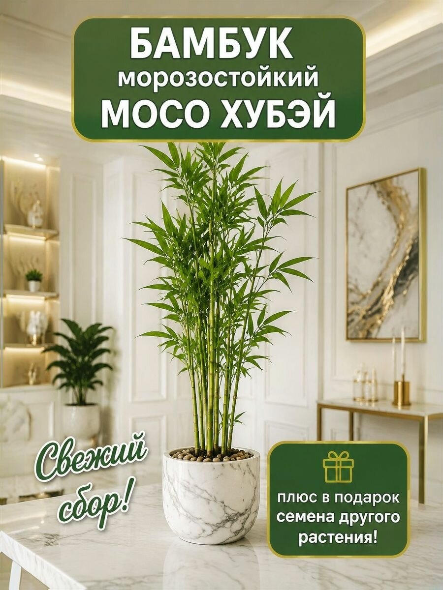 Бамбук семена морозостойкий / 20 шт / В подарок семена другого растения семена бамбука морозостойкие 20 штук подарок