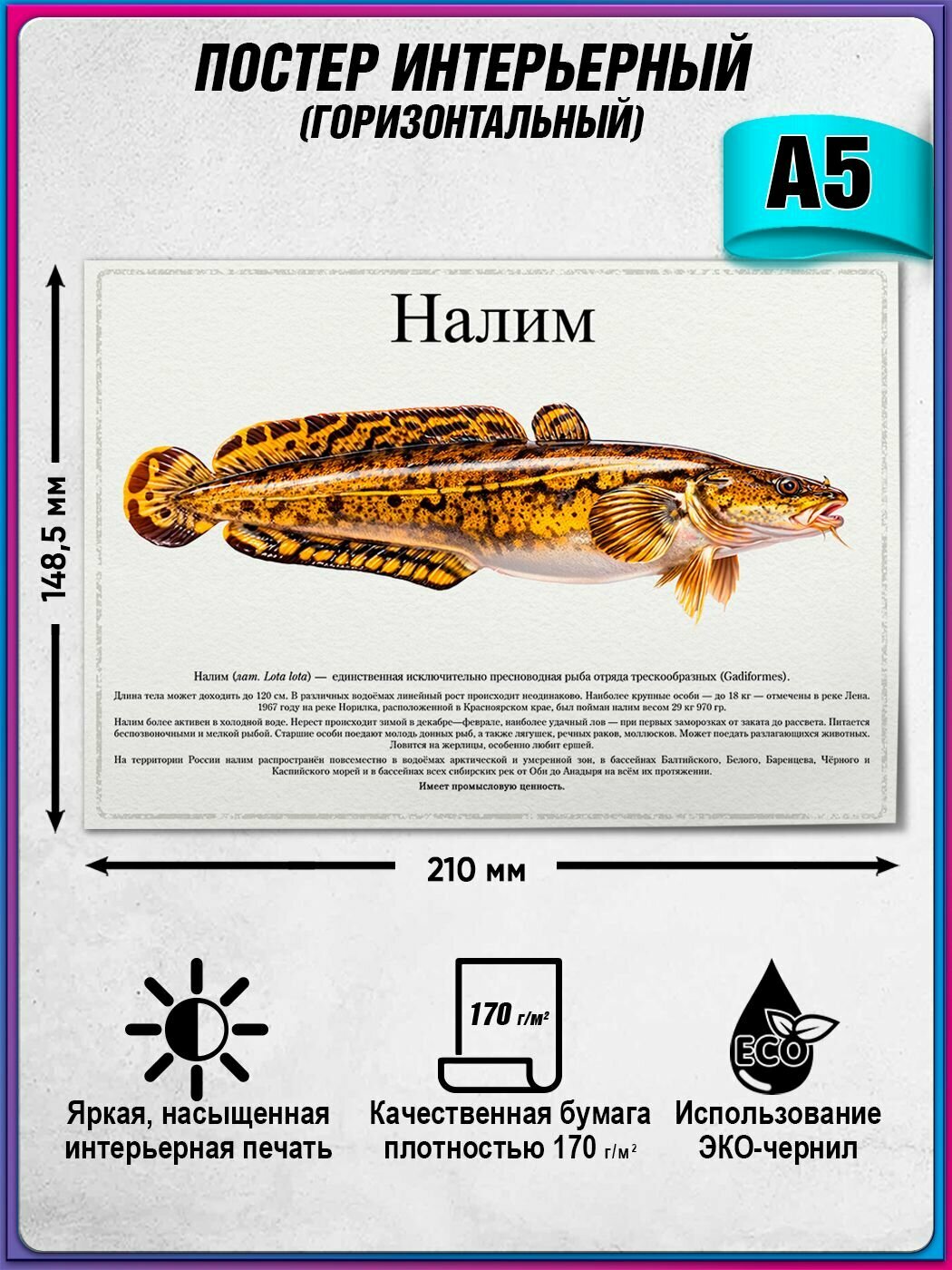 Постер интерьерный "Налим" с описанием, плакат, подарок на День рыбака / А-5 (15x21 см.)